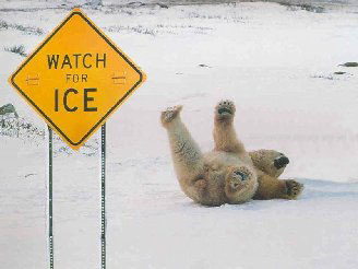 Watch out for Ice - Animals, Funny Pictures